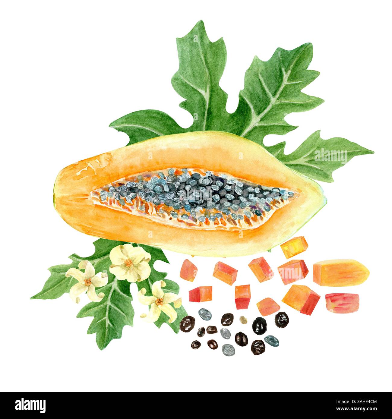 Papaya slice, cubes, seeds, leaf and flowers watercolor illustration ...