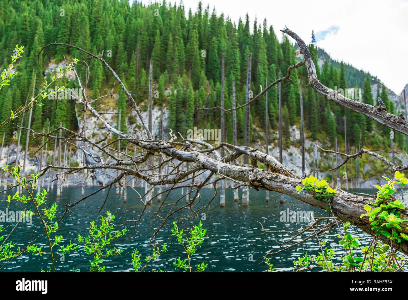 grass growing on the bark of a dead tree. tree trunk lying in a lake ...