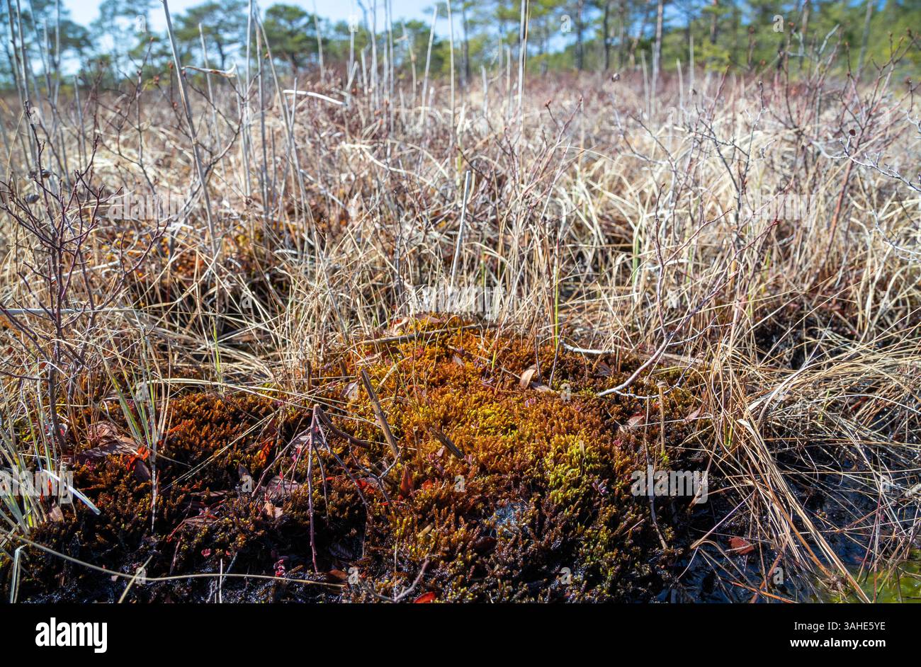 Colorful Loeskypnum badium in its environment on a fen in Finland Stock ...