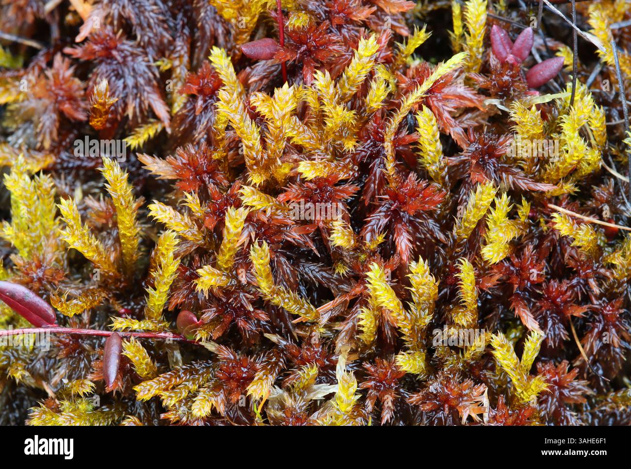 Golden yellow shoots of Loeskypnum badium together with red shoots of ...
