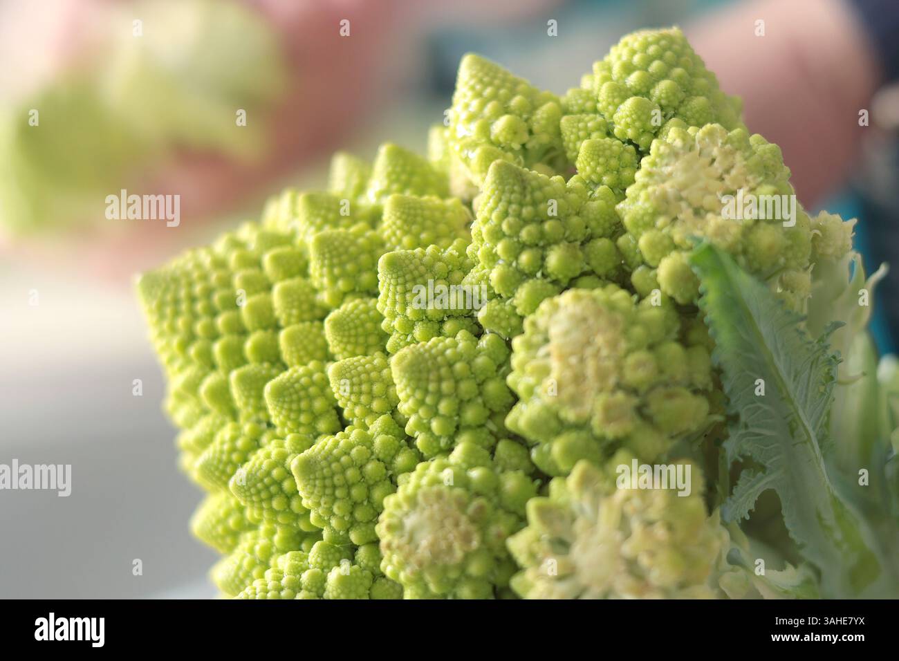 Romanesco broccoli cabbage. Healthy eating. Food and green vegetables ...