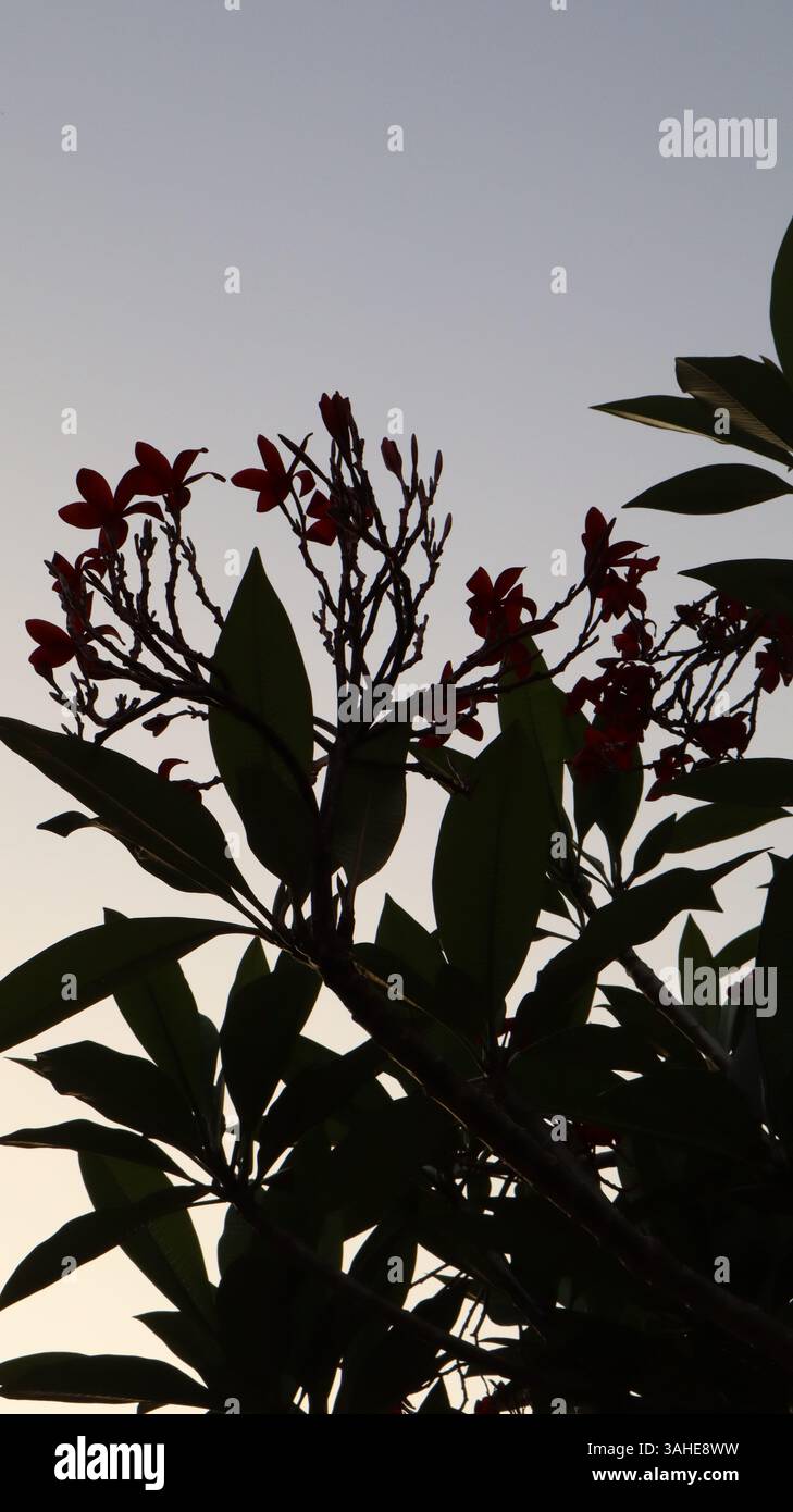 Live life full happy hi-res stock photography and images - Alamy