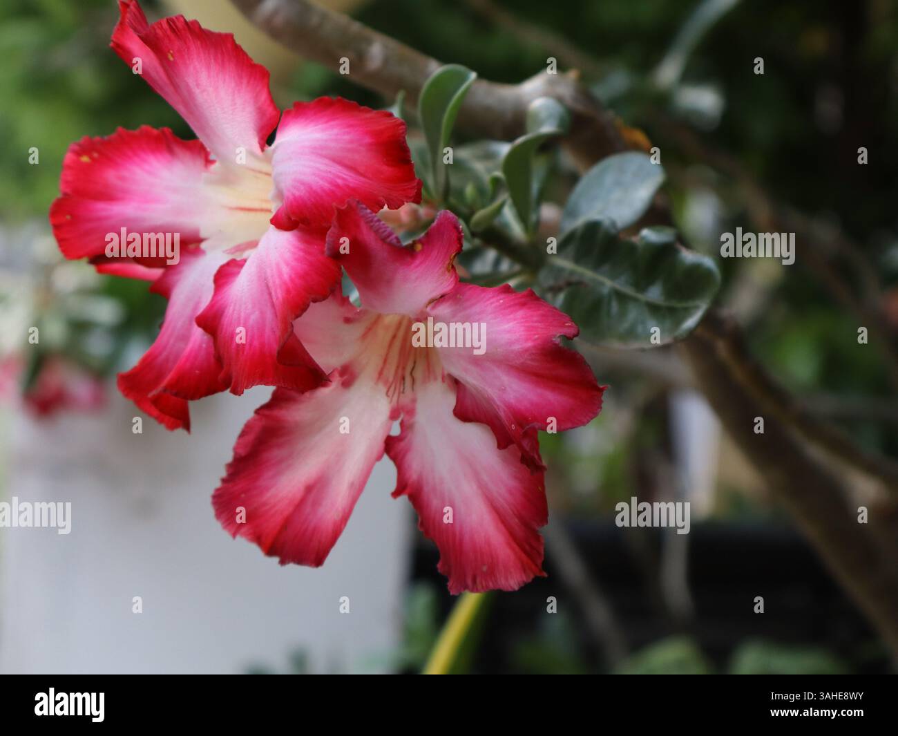 Live life full happy hi-res stock photography and images - Alamy