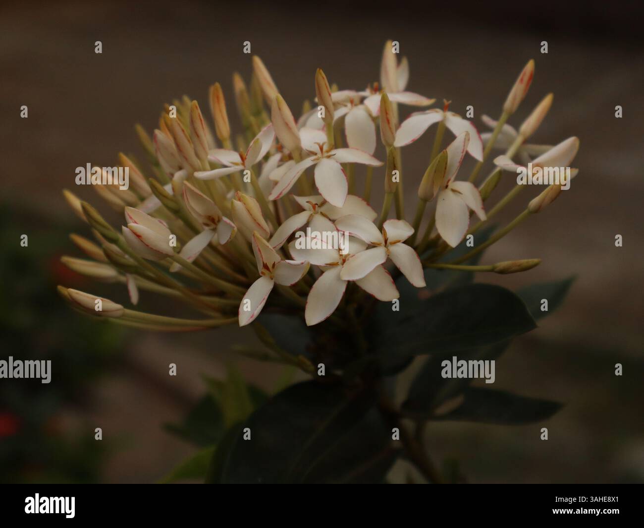 Live life full happy hi-res stock photography and images - Alamy