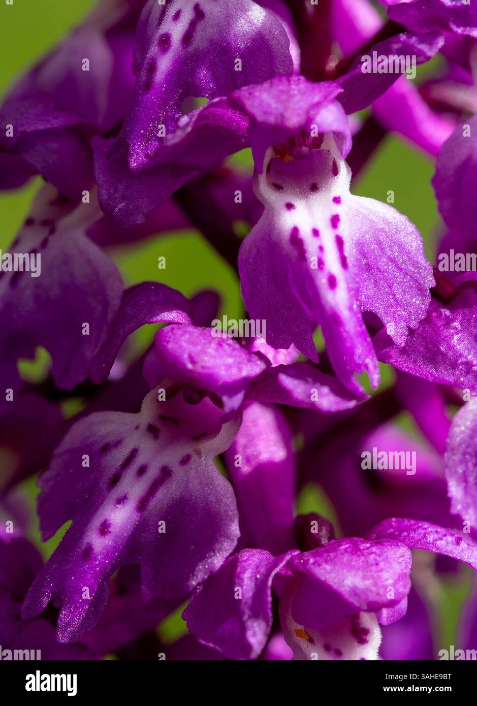 Temperate orchidaceae hi-res stock photography and images - Alamy