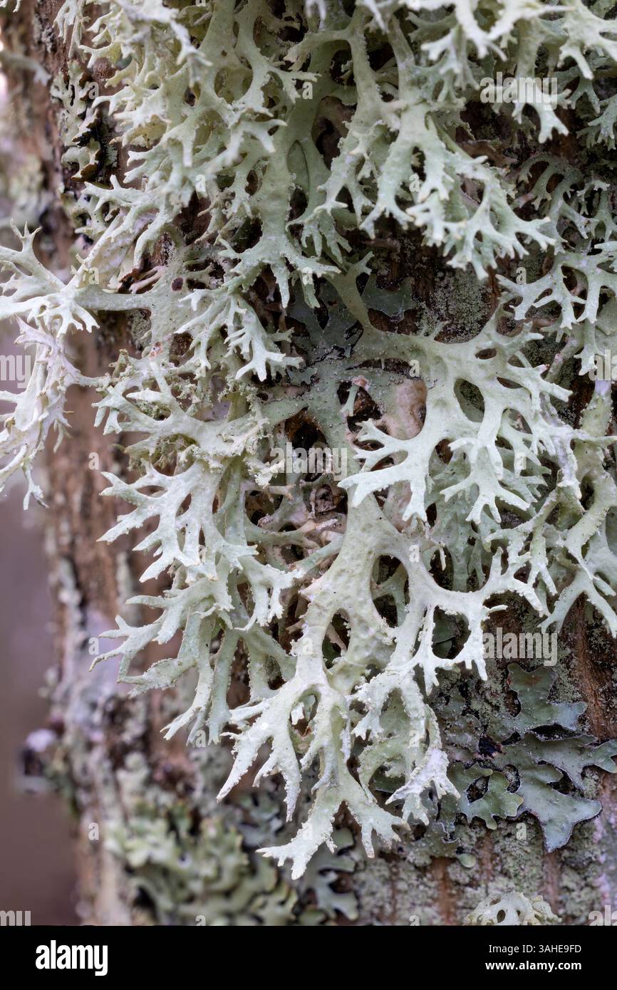 Oak moss growth Stock Photo - Alamy