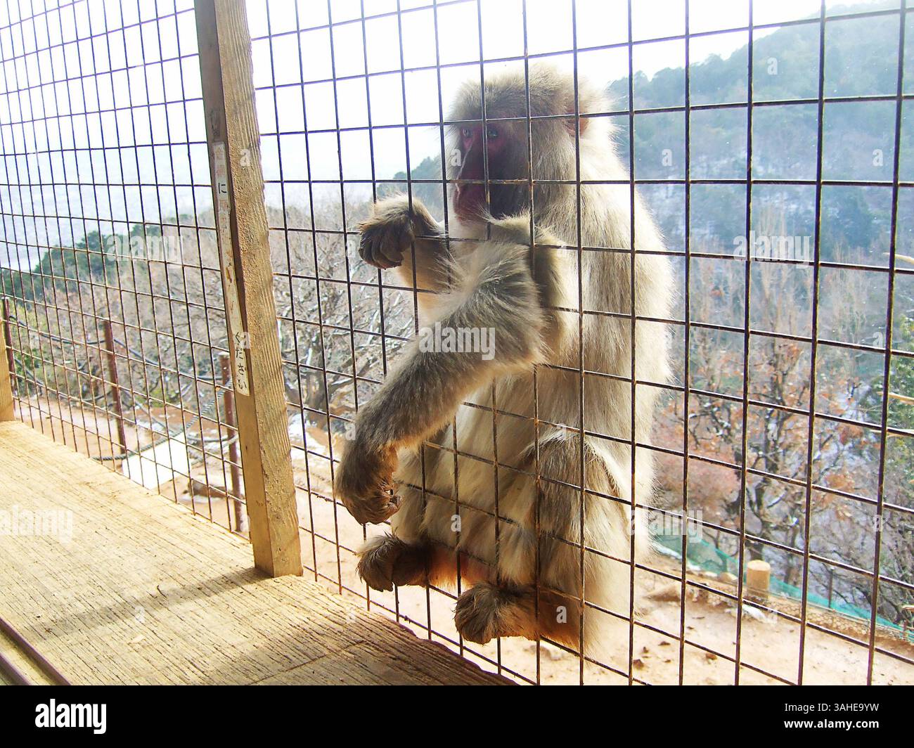 At the Iwatayama Monkey Park in Arashiyama, by Kyoto in Japan. Tourists ...