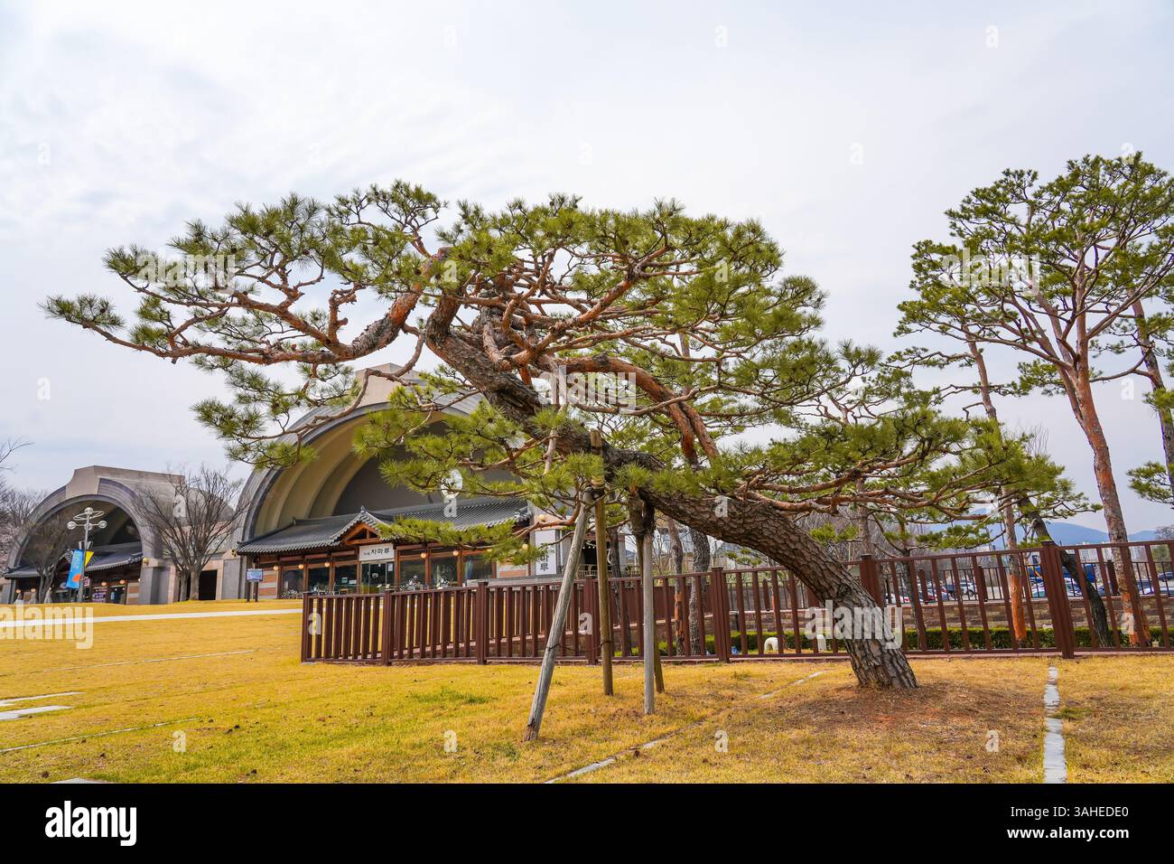 Gonjiam, Korea, April 9, 2025 - Ceramics park, Korean falling pine Stock Photo - Alamy