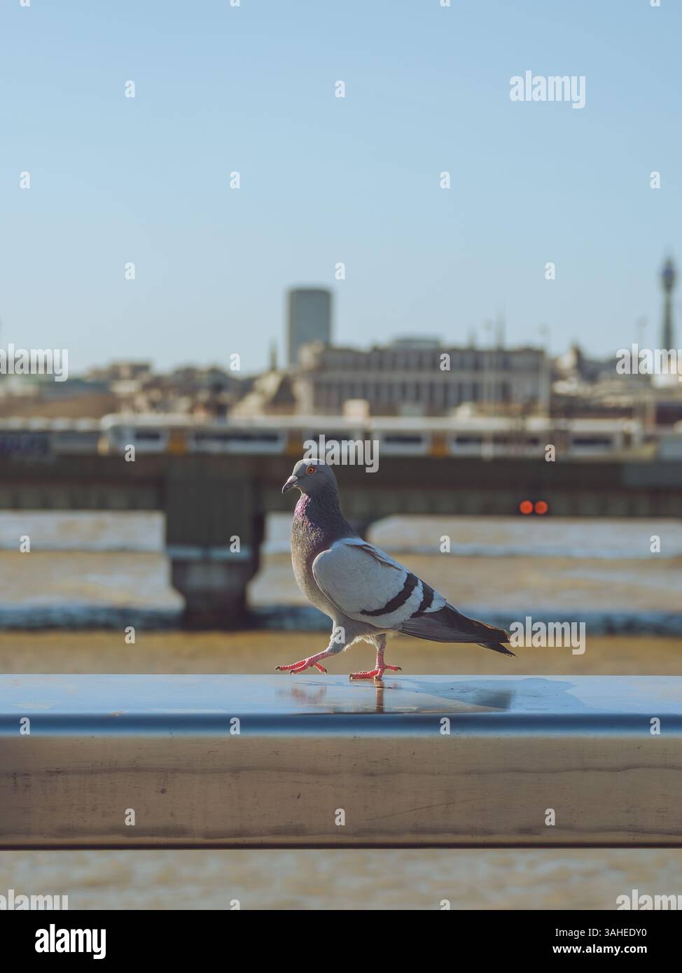 A feral pigeon walking on barrier London Bridge with the Thames River ...