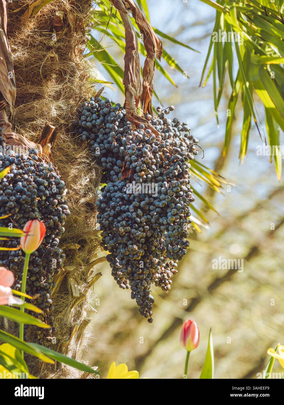 Clusters of acai berries on a palm tree Stock Photo - Alamy