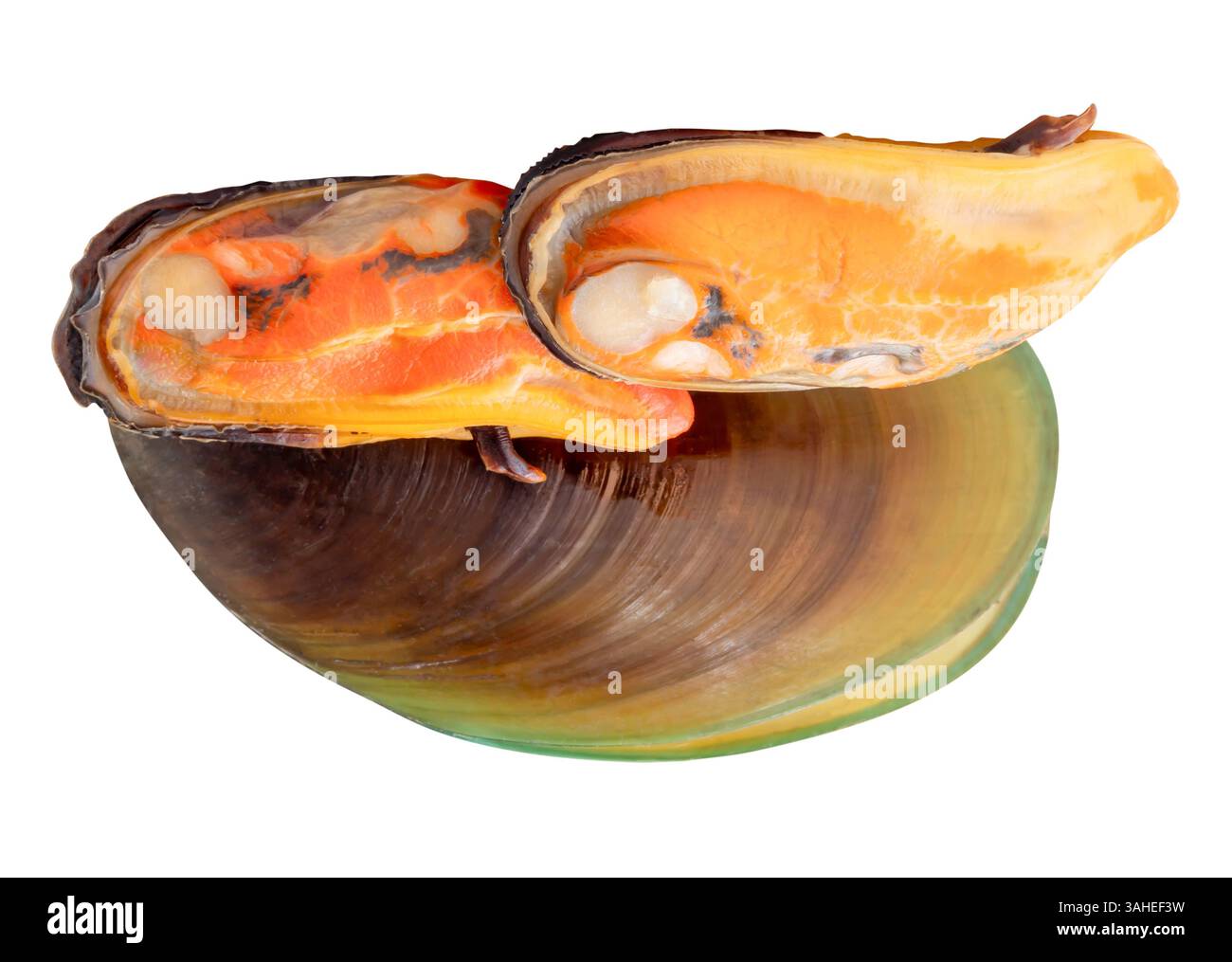 Side view of three cooked green mussels in meat and shell in pile is ...