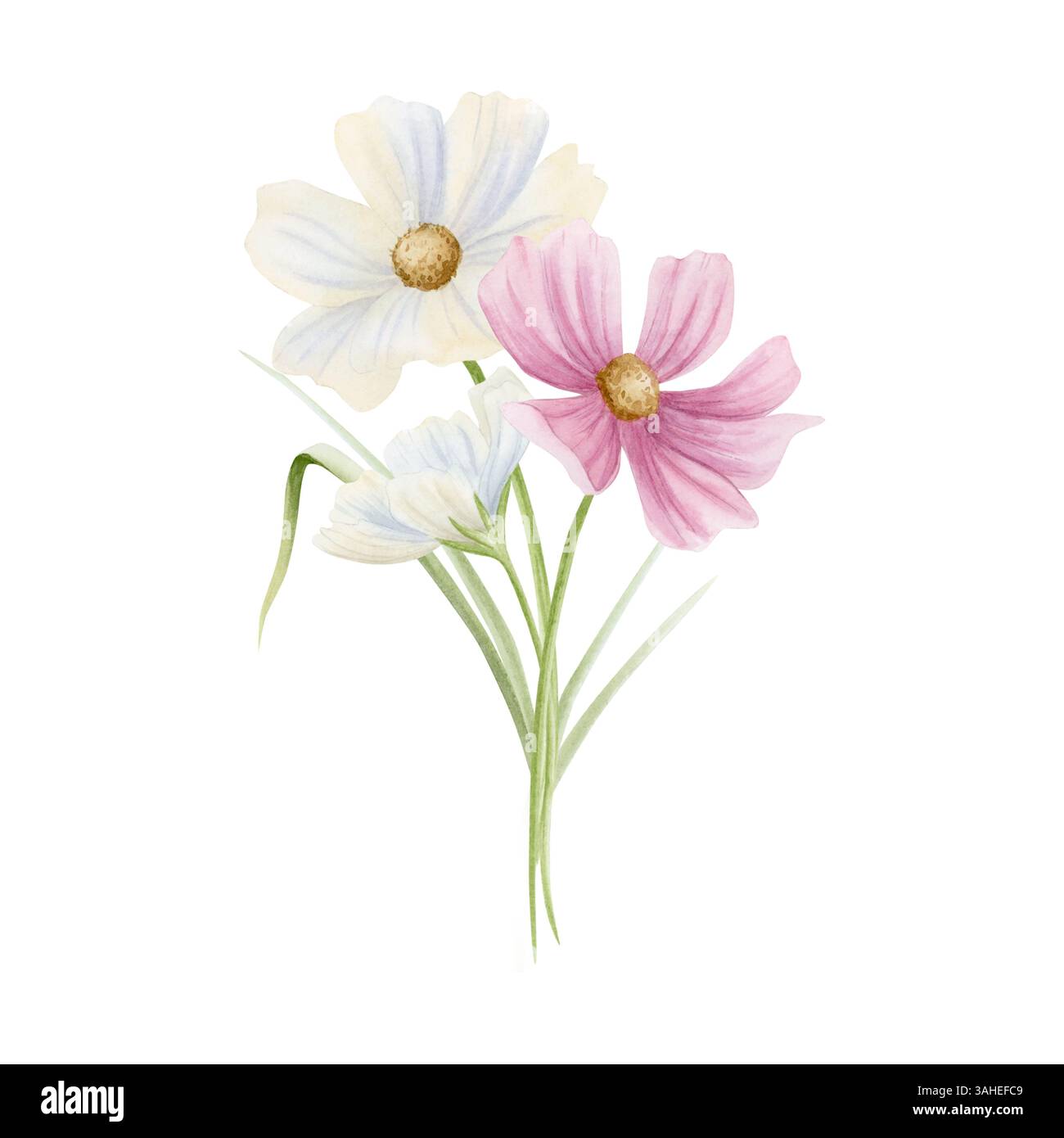 Pink and white cosmos flower bouquet watercolor isolated illustration ...