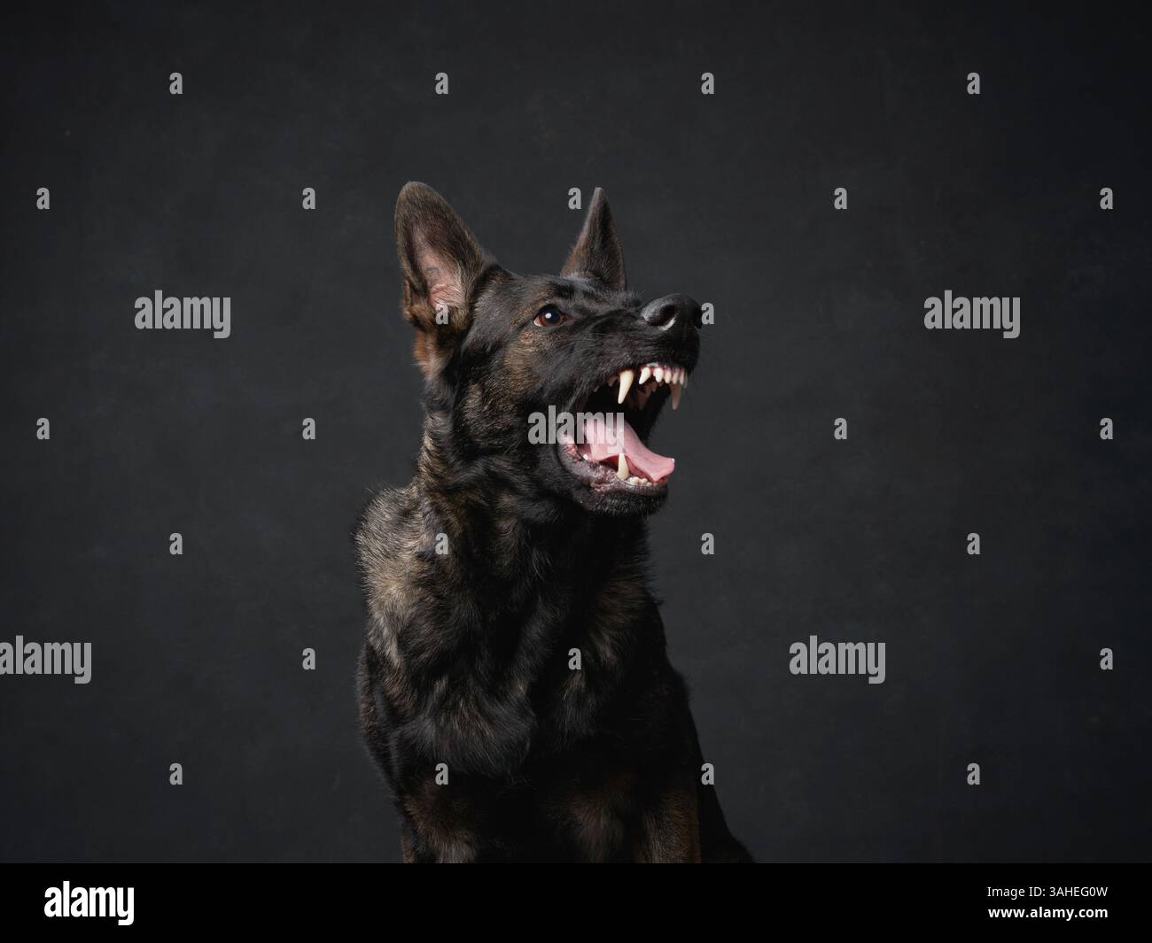 A German Shepherd shows its teeth while growling, set against a dark ...