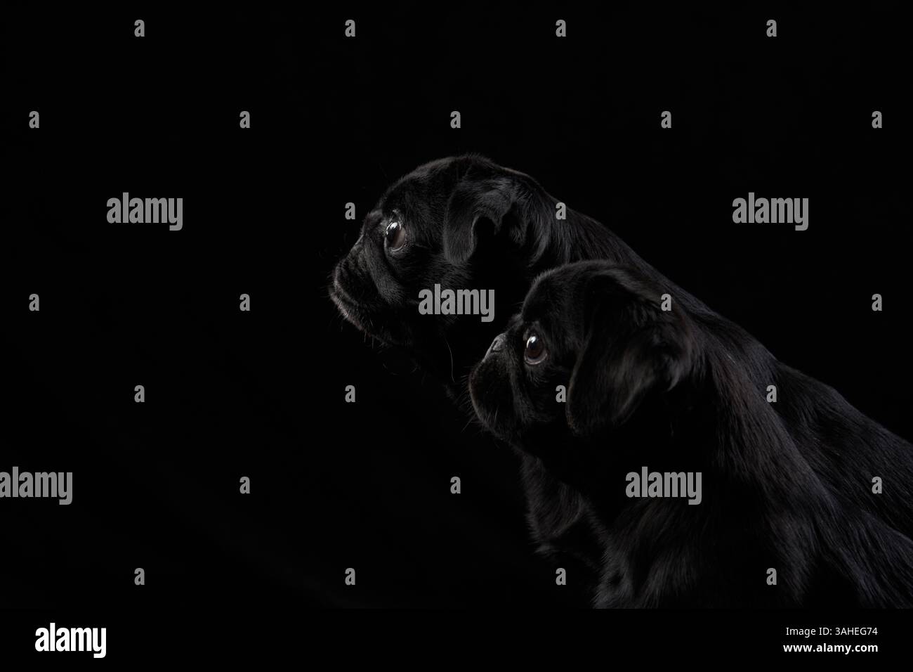 Two black dogs appear in a dark studio setting, their features subtly ...