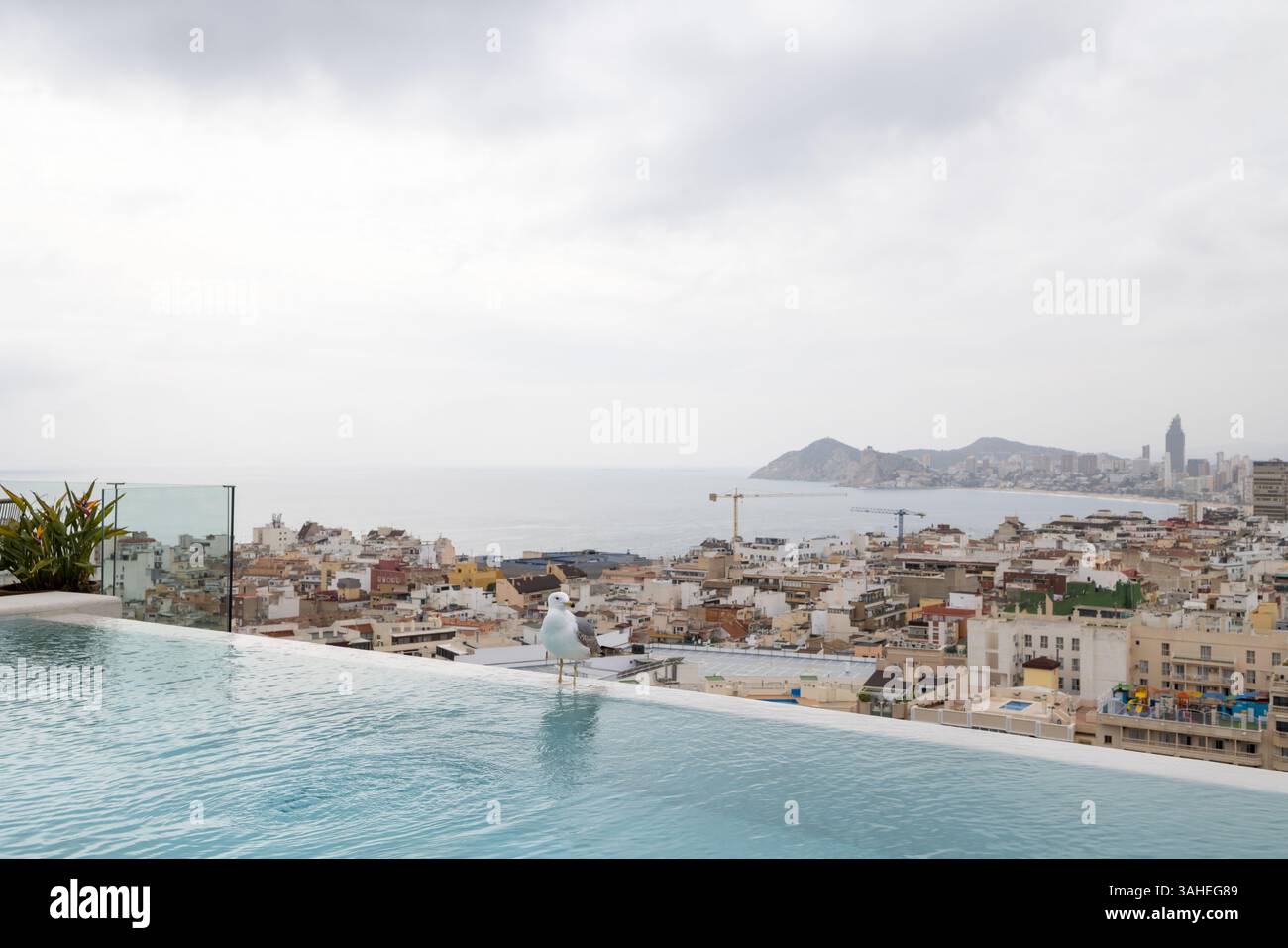 Photo of a white seagull bird sitting on the side of a swimming pool on ...