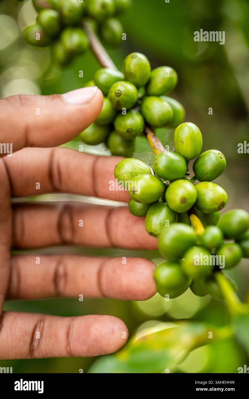 Close-up of a hand gently touching a cluster of unripe green coffee ...