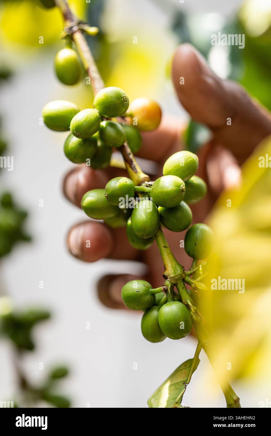 Close-up of a hand gently touching a cluster of unripe green coffee ...