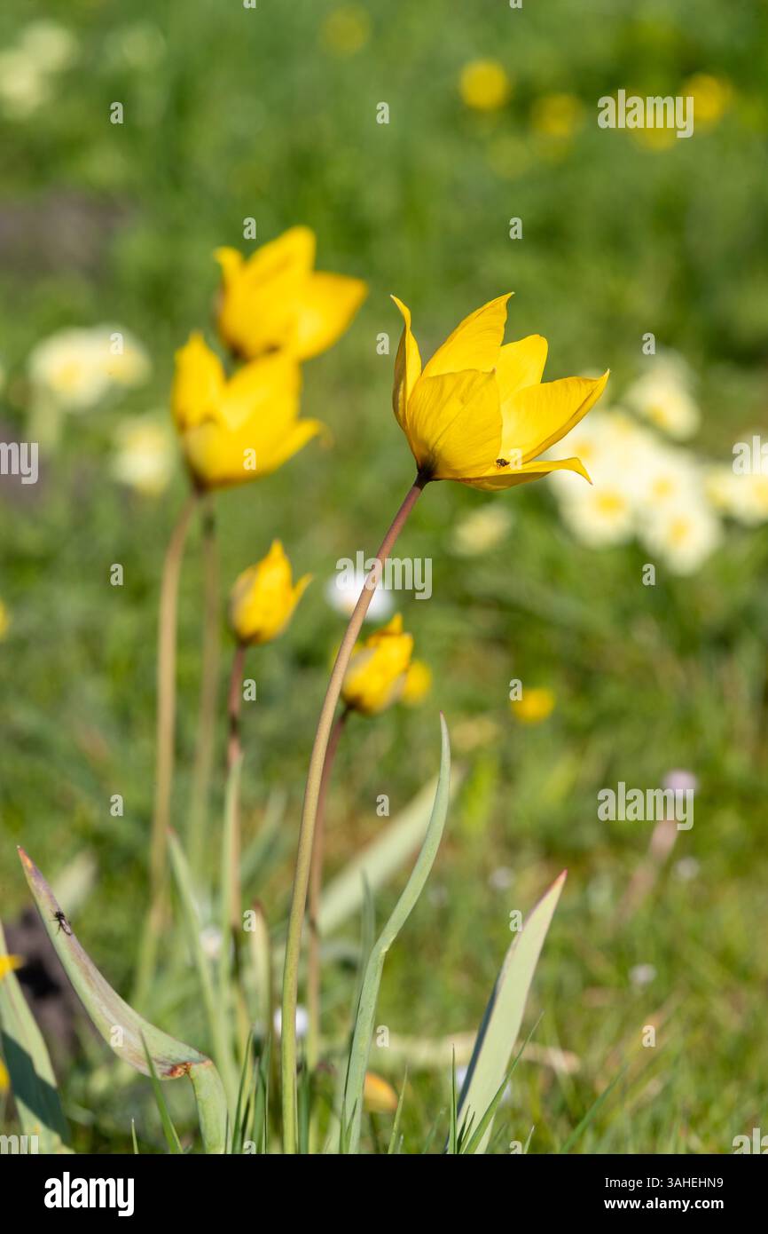 Wild tulip Tulipa sylvestris Stock Photo - Alamy