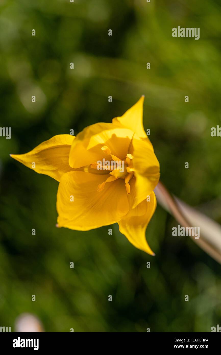 Wild tulip Tulipa sylvestris Stock Photo - Alamy
