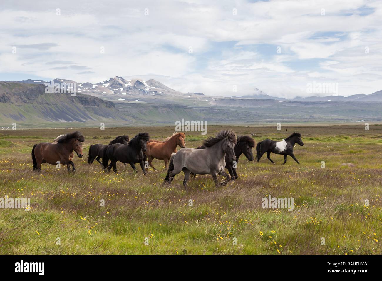 Group of beautiful Icelandic horses of white, brown, gray and black ...