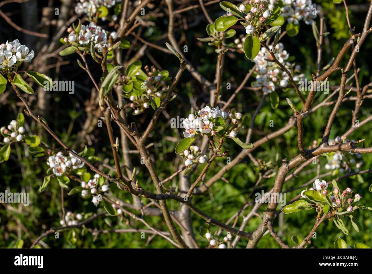 Pear 'Beurre Alexandre Lucas' blossom Stock Photo - Alamy