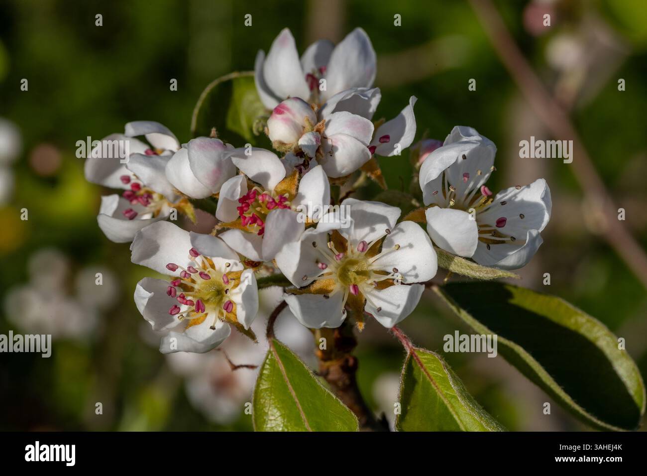 Beurre alexandre lucas hi-res stock photography and images - Alamy