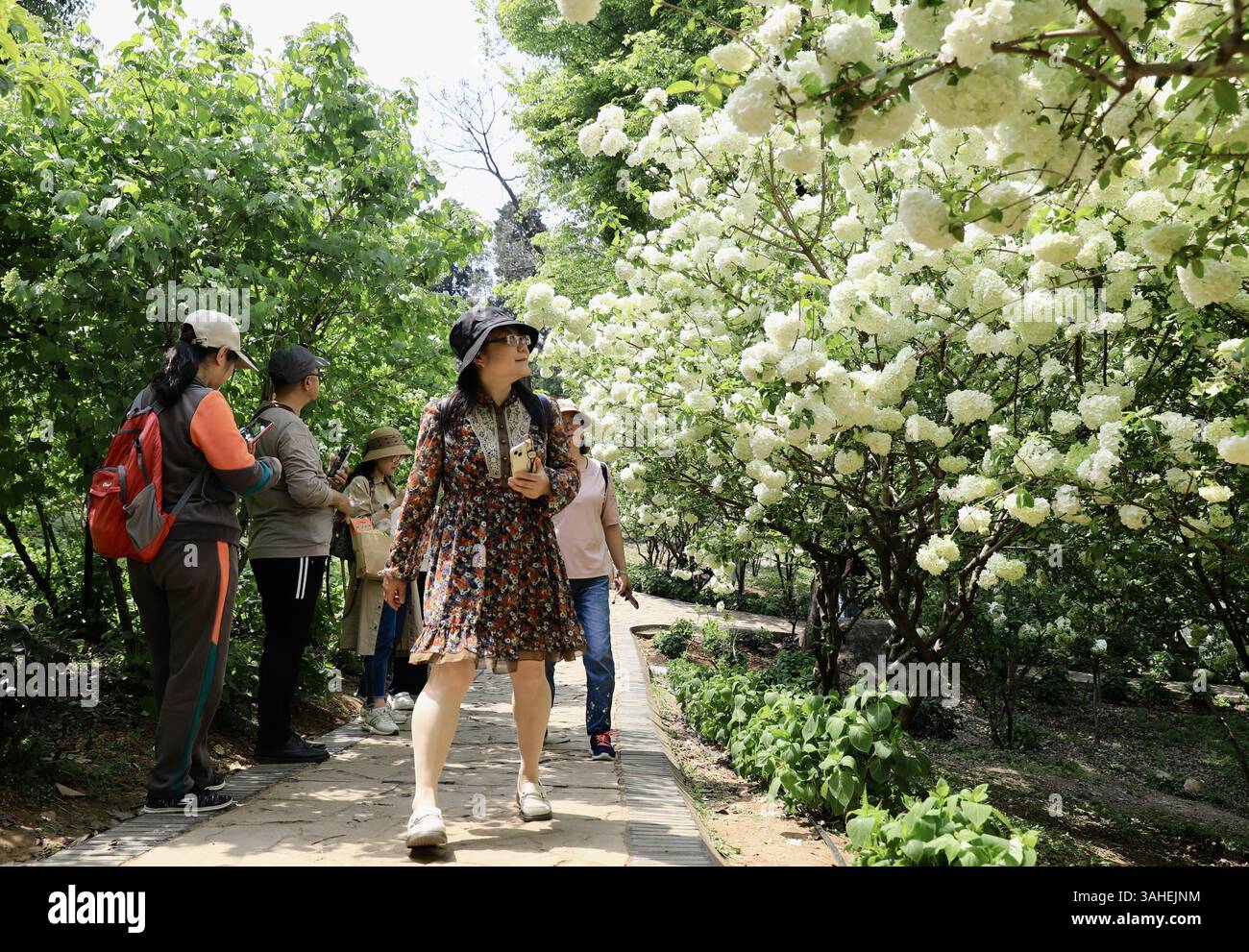 **CHINESE MAINLAND, HONG KONG, MACAU AND TAIWAN OUT** Hydrangea flowers ...