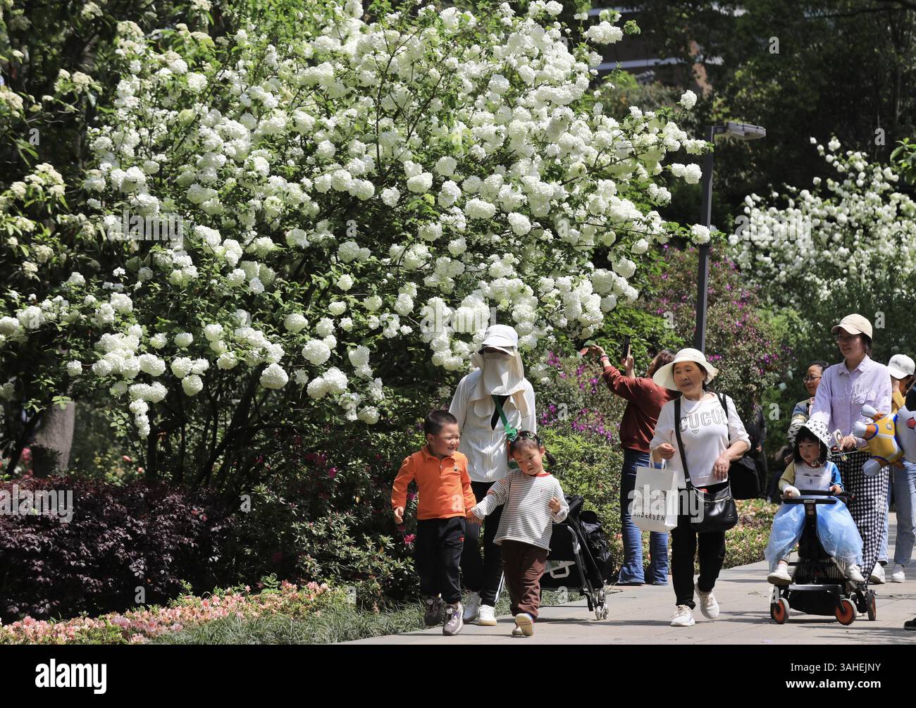 **CHINESE MAINLAND, HONG KONG, MACAU AND TAIWAN OUT** Hydrangea flowers ...