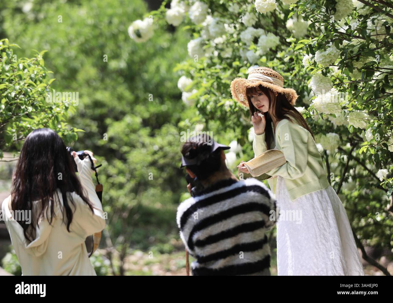**CHINESE MAINLAND, HONG KONG, MACAU AND TAIWAN OUT** Hydrangea flowers ...