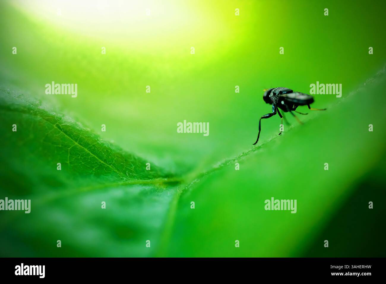 small fruit fly bug standing on a freshness green leaf faced to the sun ...