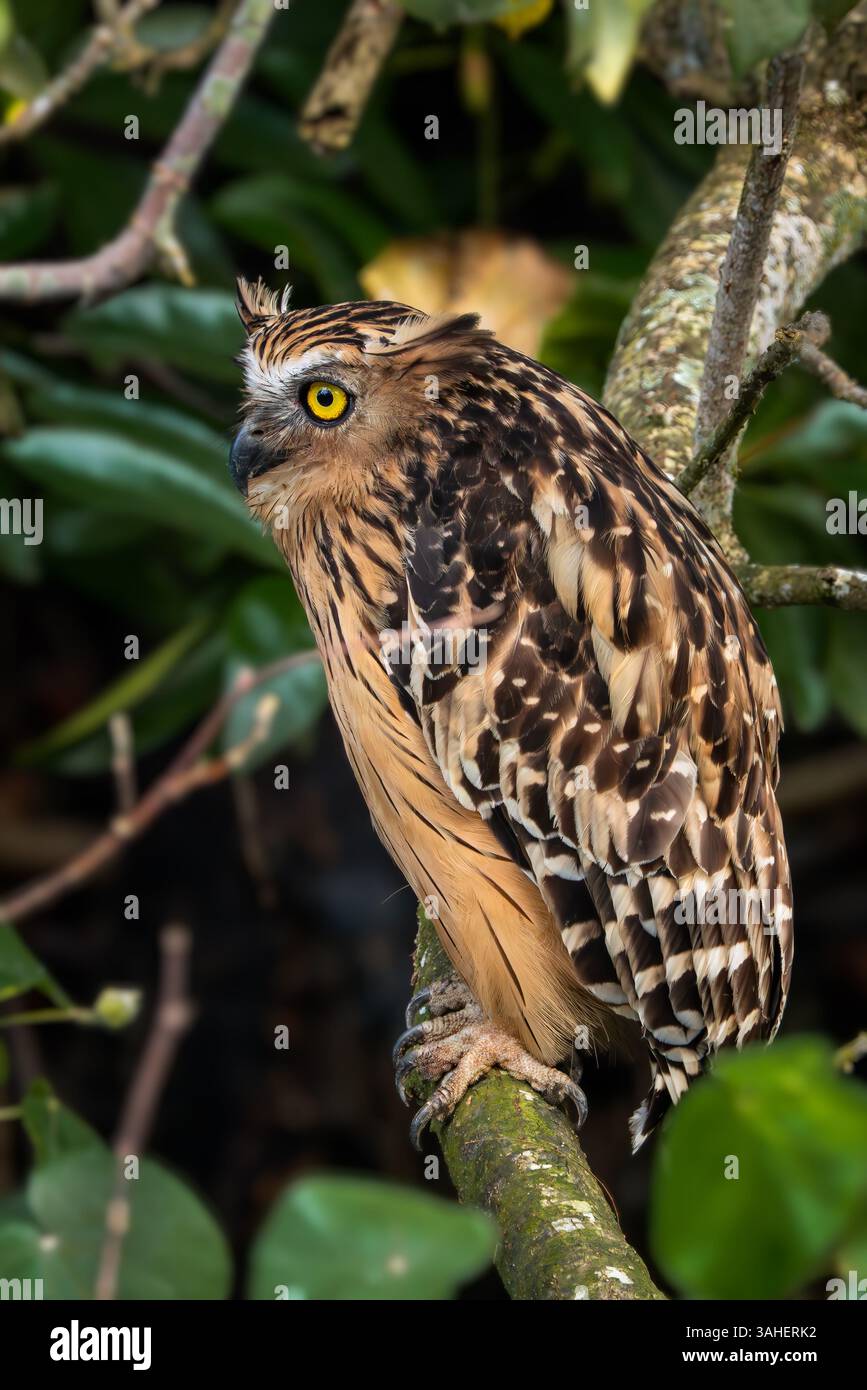 Buffy Fish Owl - Ketupa ketupu, large beautiful fish owl from Southeast ...