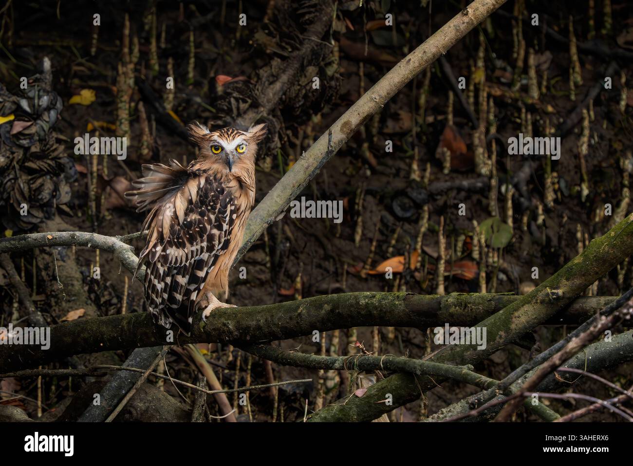 Buffy Fish Owl - Ketupa ketupu, large beautiful fish owl from Southeast ...