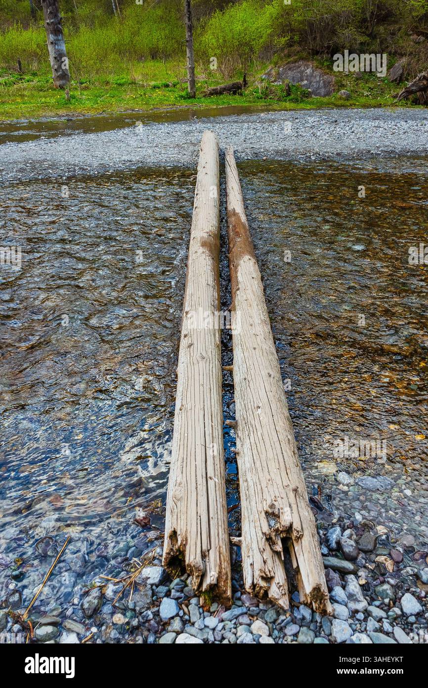old tree fallen into the river. trunk of old spruce rotting in water ...