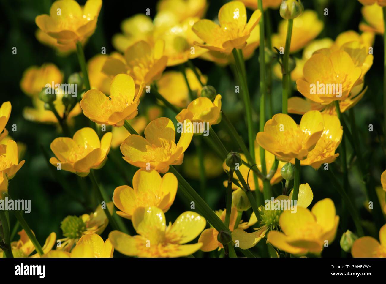 Ranunculus repens Creeping Buttercup Meg many feet flower close up ...