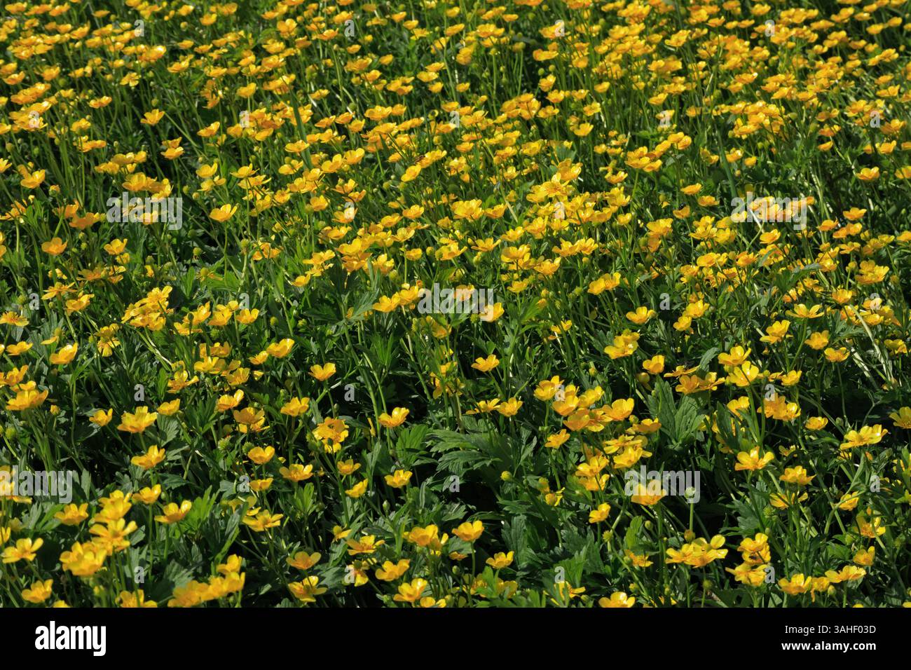 Ranunculus repens Creeping Buttercup Meg many feet flower close up ...