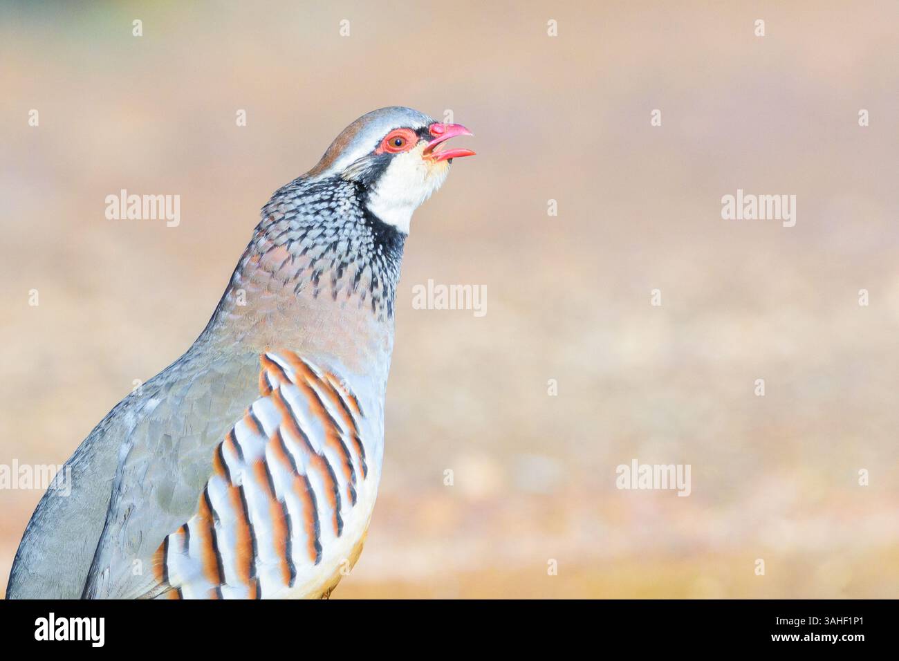 Red-legged partridge walking in field Stock Photo - Alamy