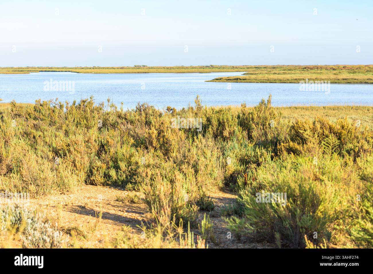 Odiel marshes and its vegetation. Huelva, Andalusia, Spain Stock Photo ...