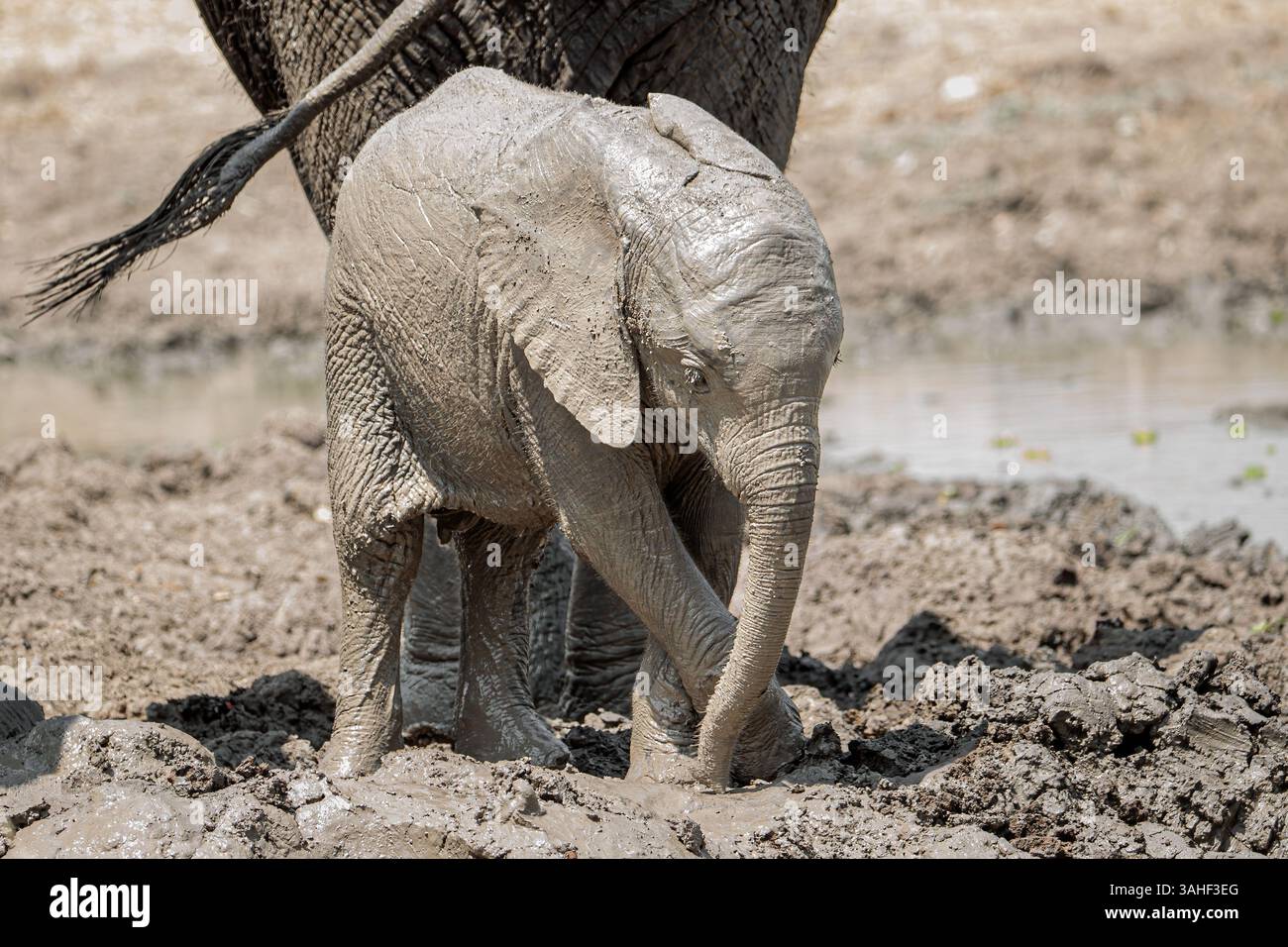 African elephant cow and calf (Loxodonta africana) having a mud bath ...