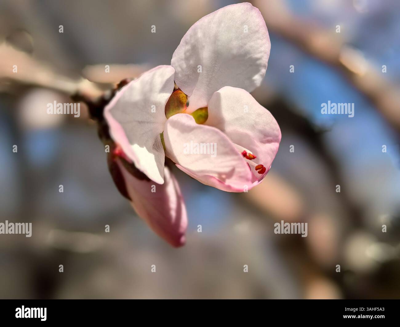 Spring flowers bloom in Urumqi City, northwest China's Xinjiang Uygur ...