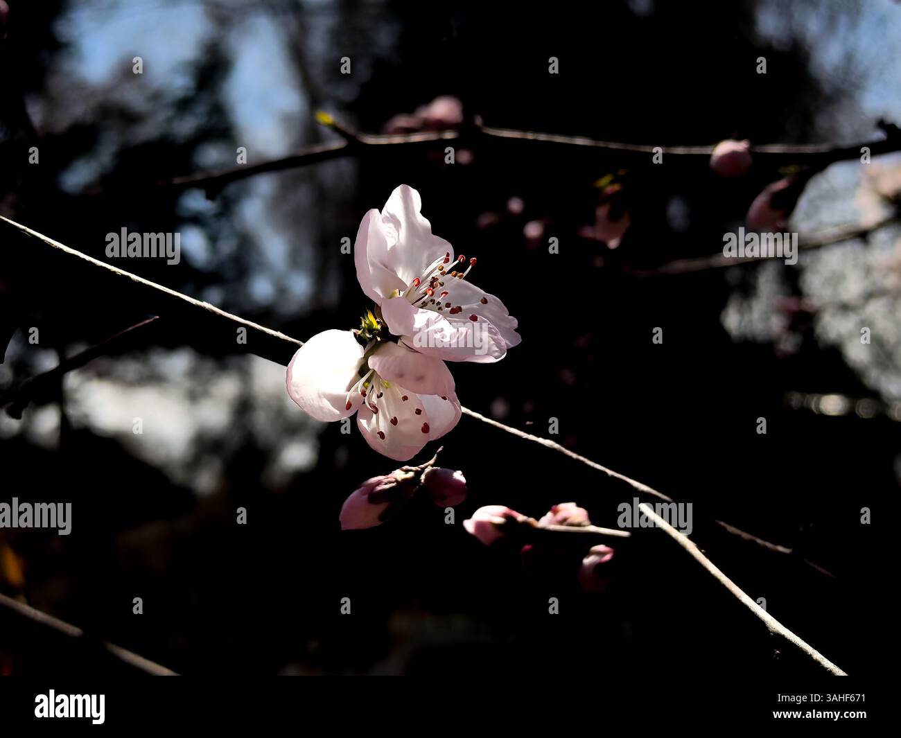 Spring flowers bloom in Urumqi City, northwest China's Xinjiang Uygur ...