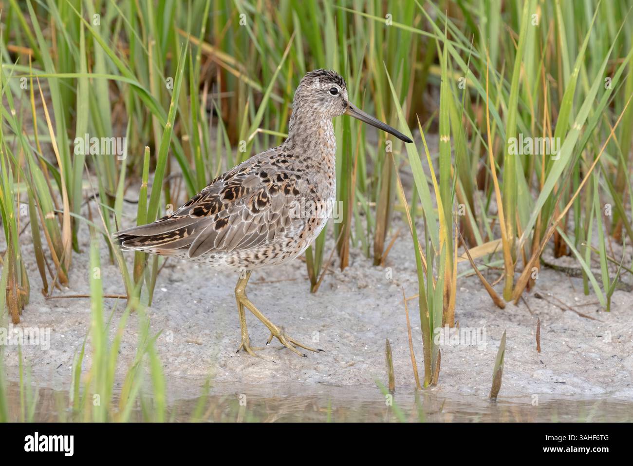 Short billed Dowitcher, Limnodromus griseus, searching for food ...