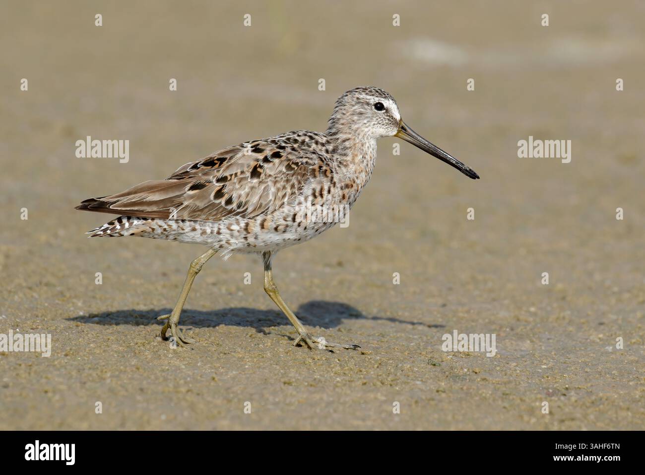 Short billed Dowitcher, Limnodromus griseus, searching for food ...