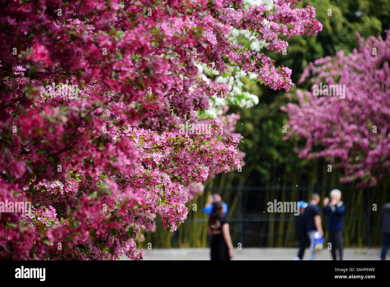 Spring flowers are in full bloom at Beijing Zoo, Beijing, China, 7 ...