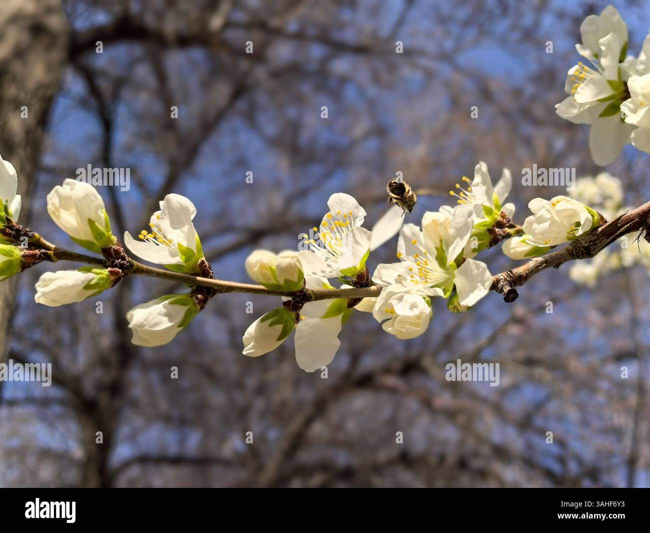 Spring flowers bloom in Urumqi City, northwest China's Xinjiang Uygur ...