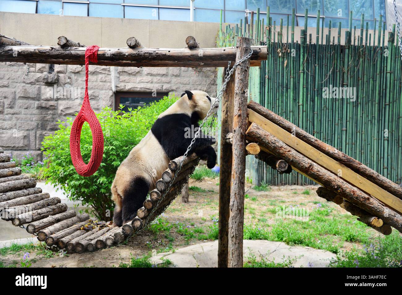 Giant pandas at Beijing Zoo, Beijing, China, 7 April, 2025 Stock Photo ...
