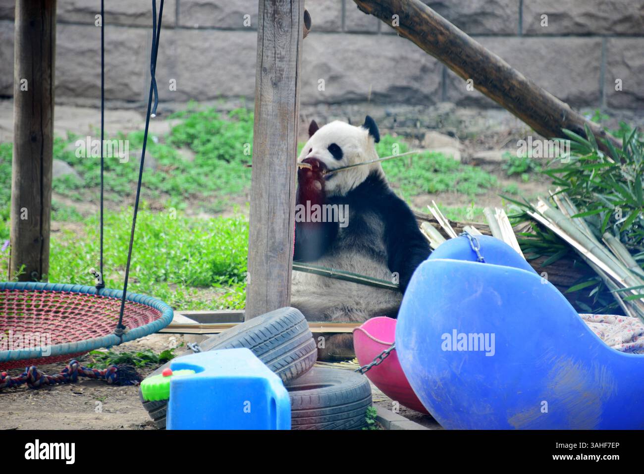 Giant pandas at Beijing Zoo, Beijing, China, 7 April, 2025 Stock Photo ...