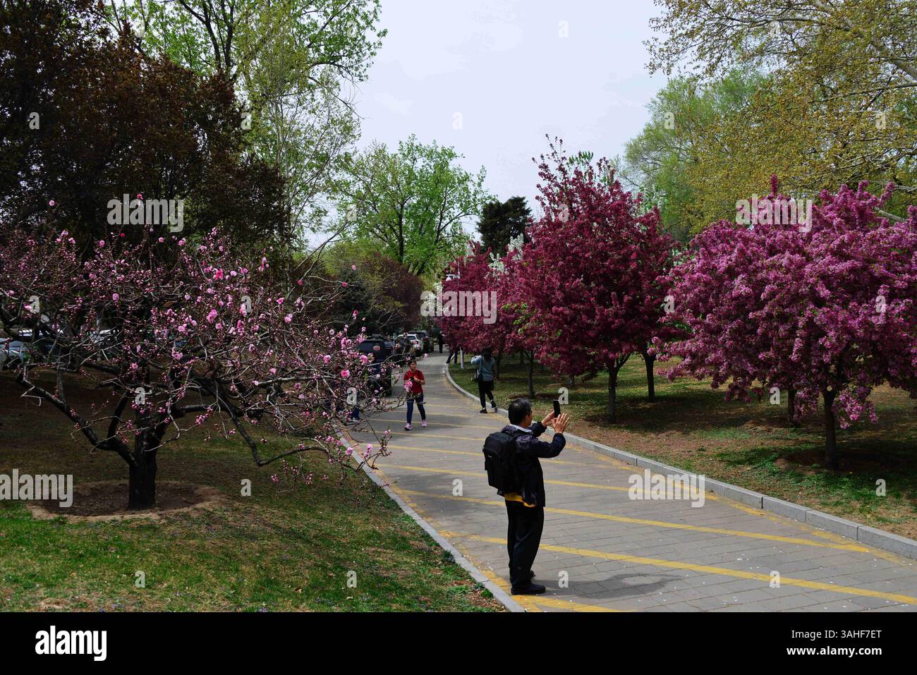 Spring flowers are in full bloom at Beijing Zoo, Beijing, China, 7 ...