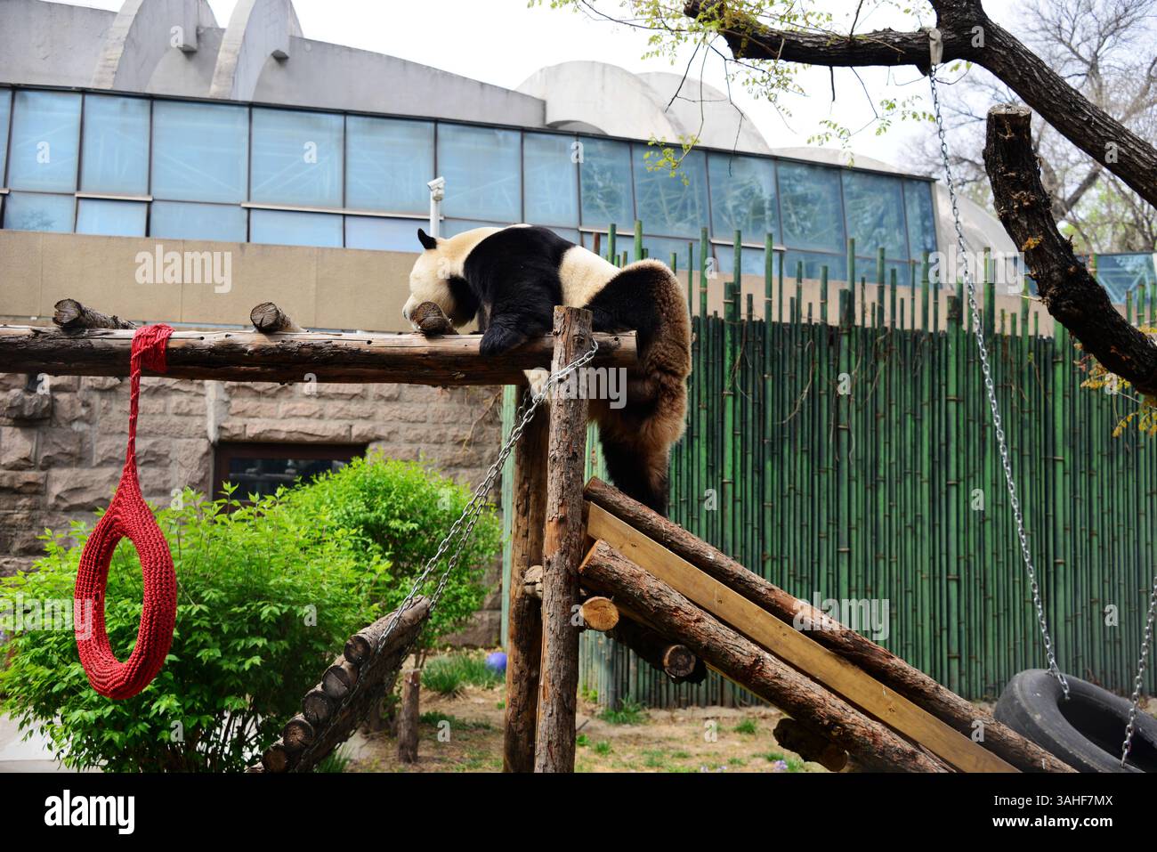 Giant pandas at Beijing Zoo, Beijing, China, 7 April, 2025 Stock Photo ...