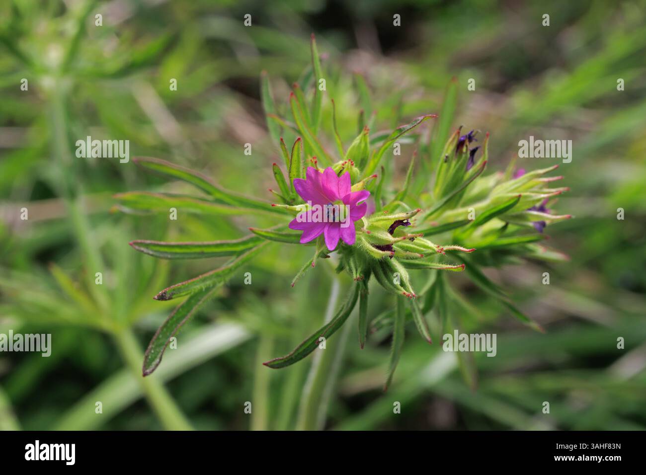 Geranium dissectum Cutleaf Crane's-bill flower close up delicate petals ...