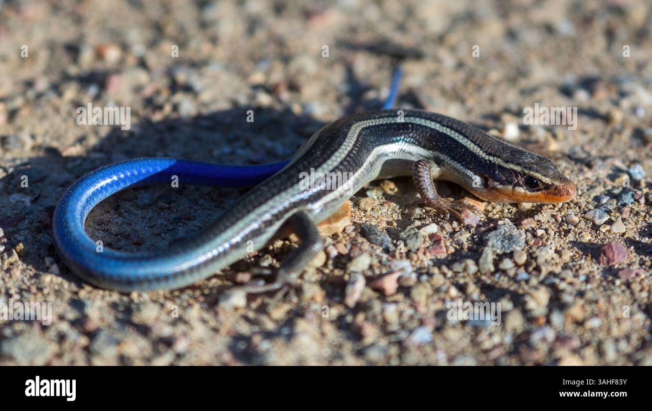 Adult Skilton's Skink with breeding orange color on head. Henry W. Coe ...